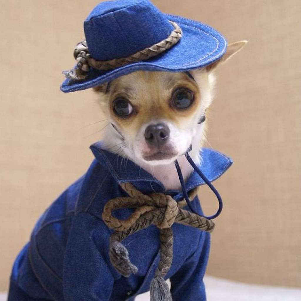 20 perros con el mejor estilo fashionista.