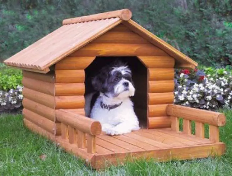 Cómo cuidar a tu mascota