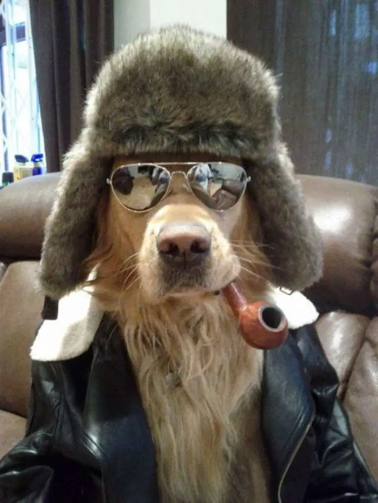 20 perros con el mejor estilo fashionista.