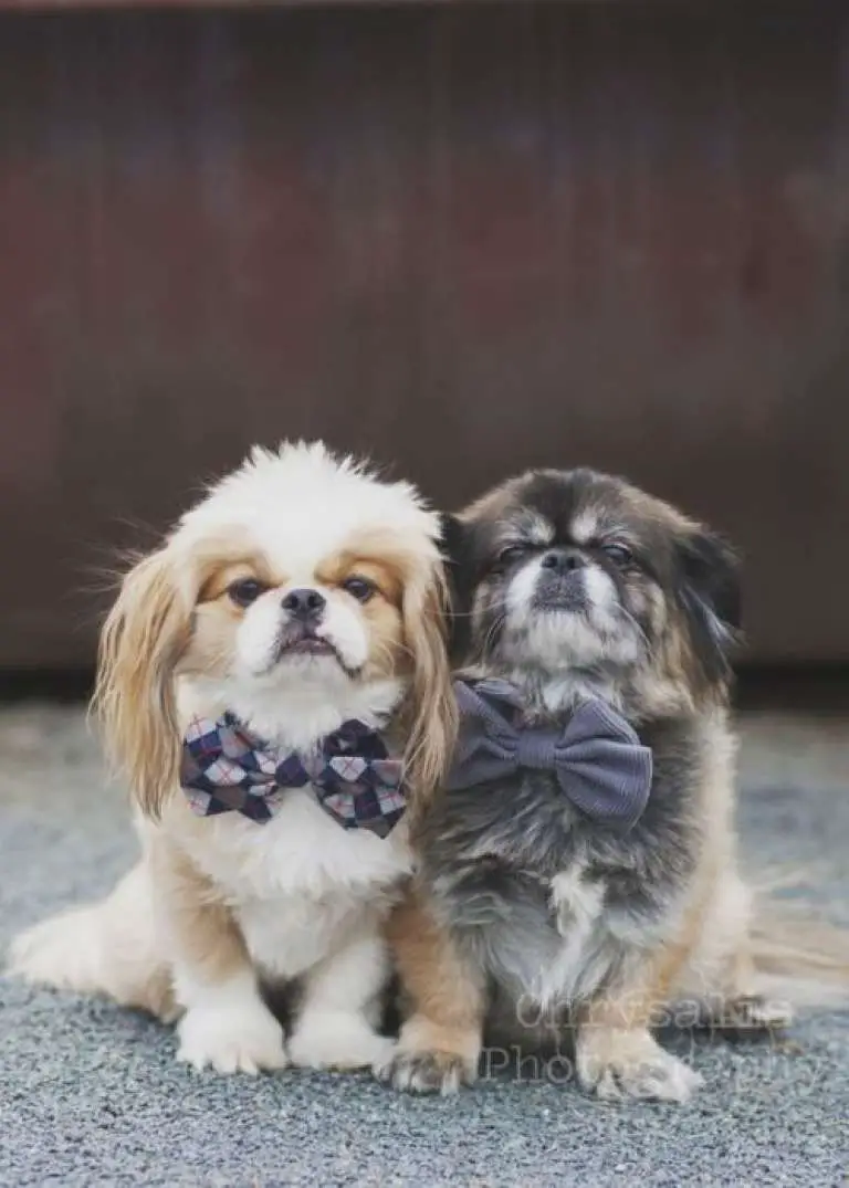 20 perros con el mejor estilo fashionista.