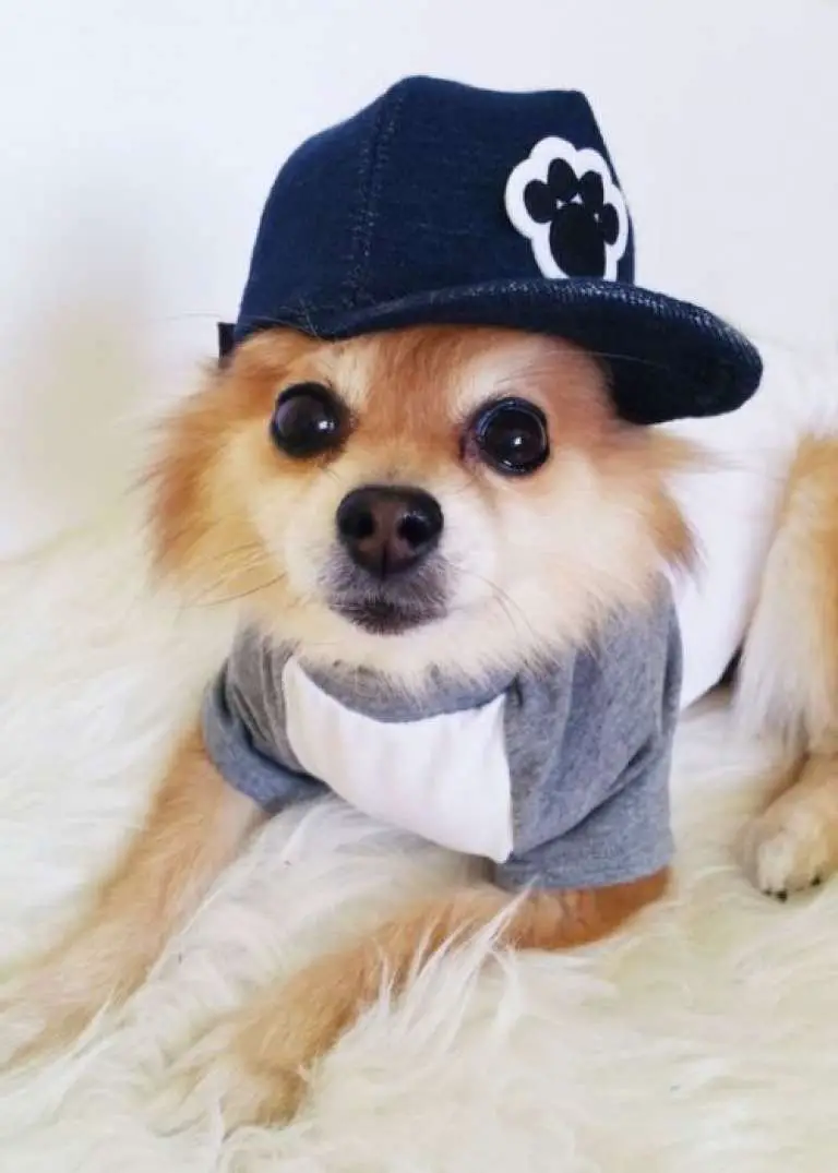 20 perros con el mejor estilo fashionista.