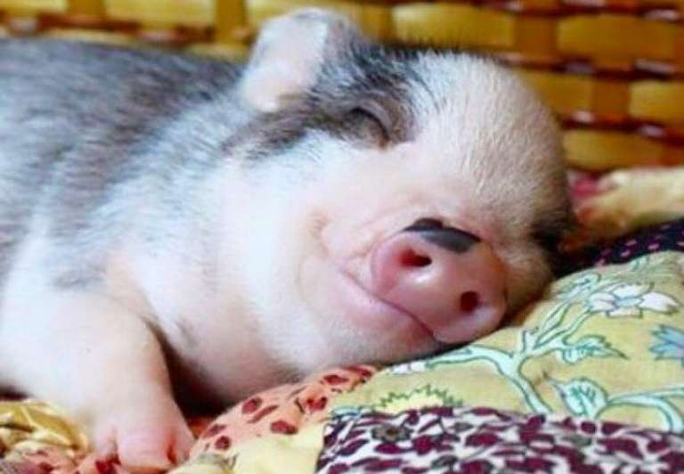 Los Mini Cerdos una Bella Mascota para su Hogar