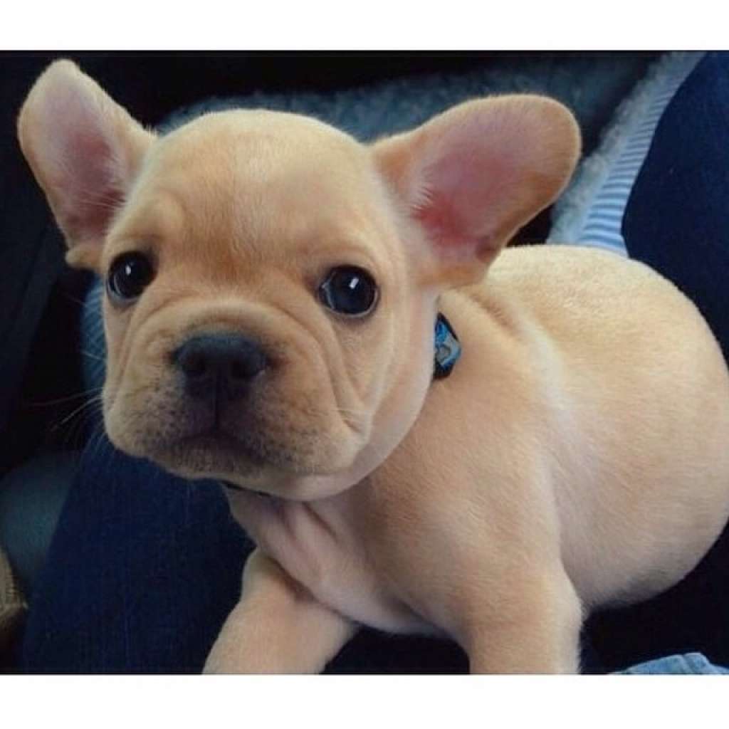 Las 10 Razas de Perros con los Cachorros más Lindos