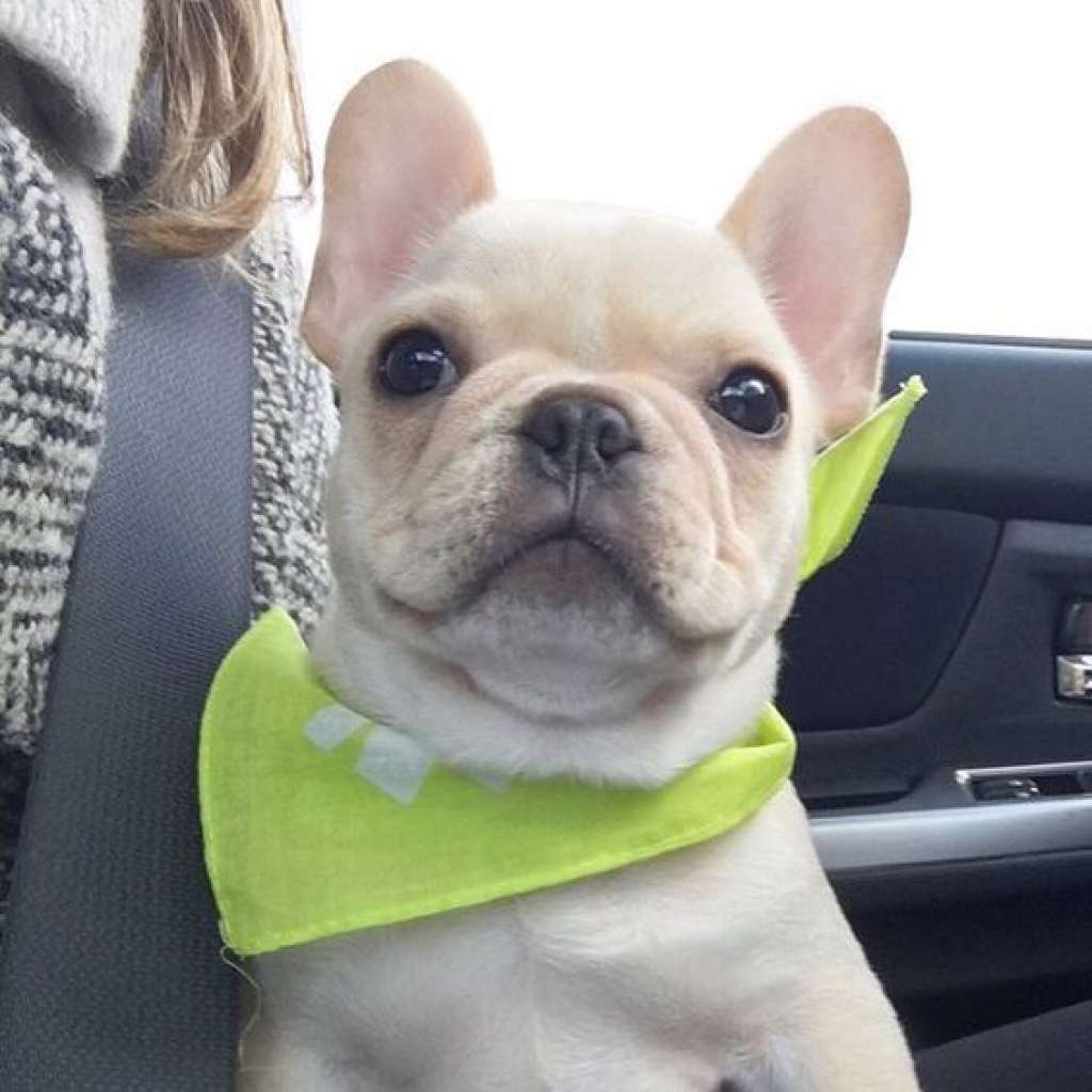 Las 10 Razas de Perros con los Cachorros más Lindos