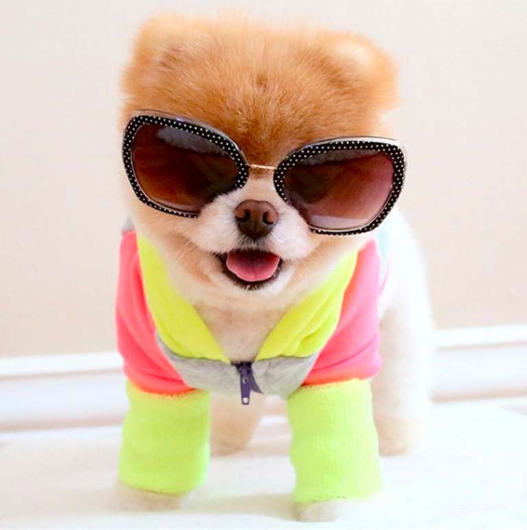 Los 20 Perros más Glamurosos de todo Internet