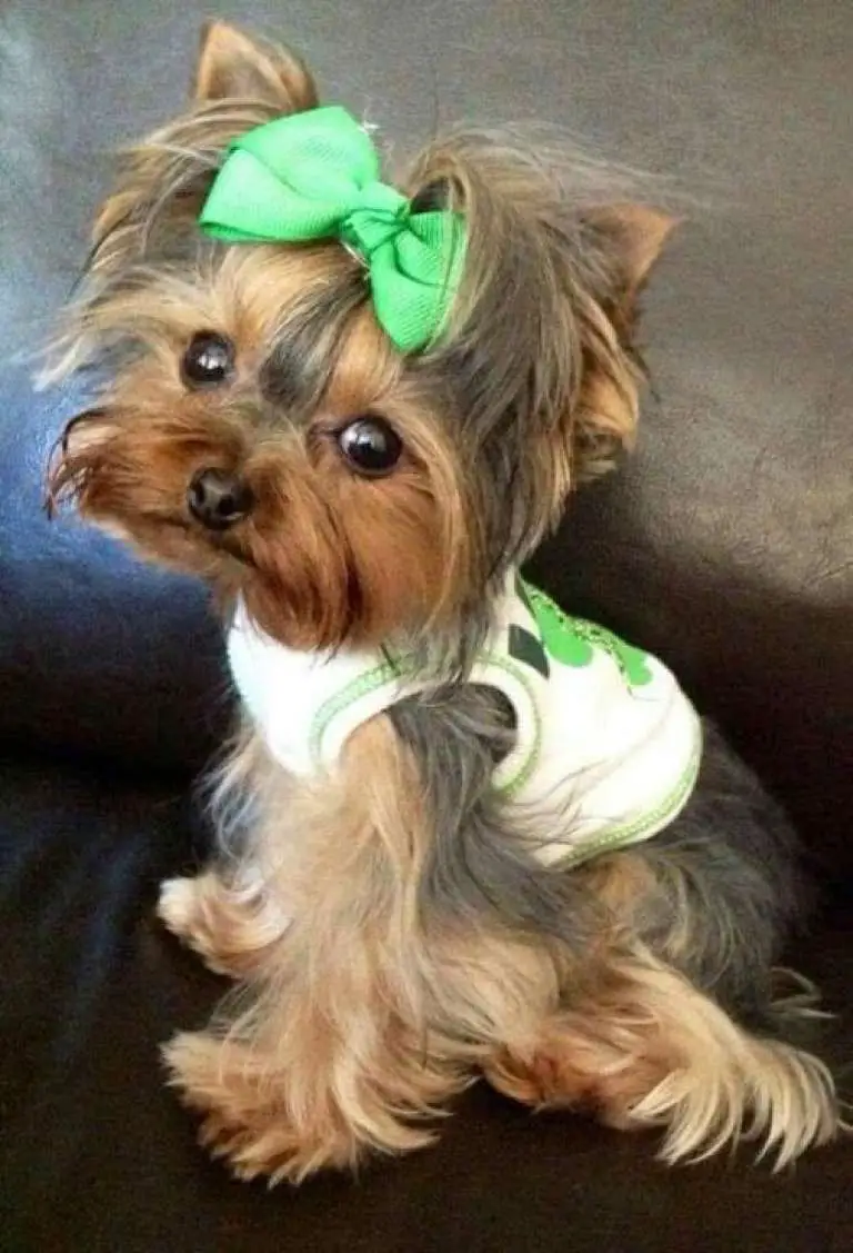 Los Perros Miniatura más Tiernos que Querrás Tener