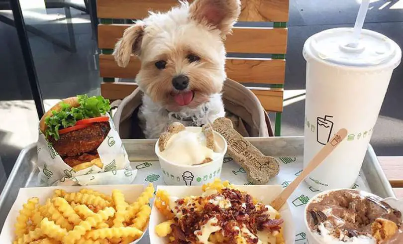Perro callejero es llevado a los mejores restaurantes de LA todos los días